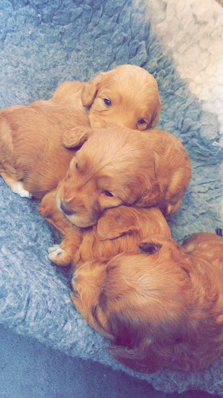 Cockapoos - Dogs Paws